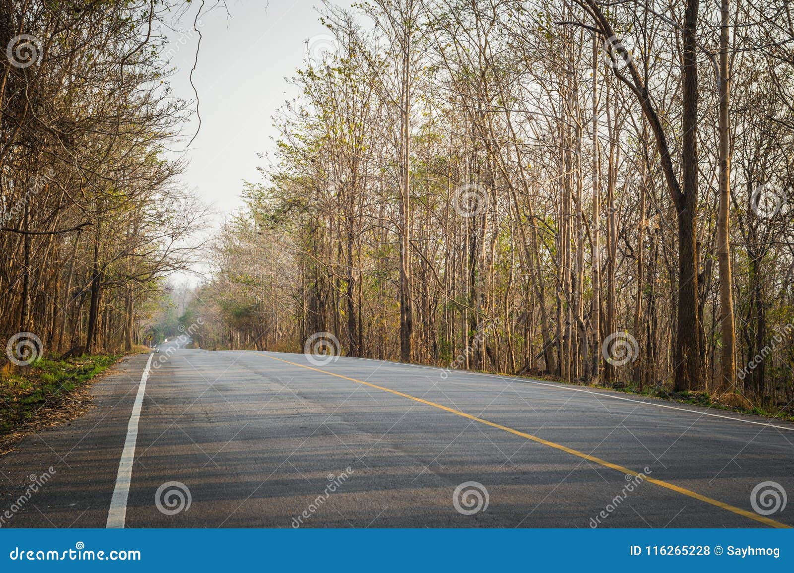 Brown Color of Tree on the Roadside Stock Photo - Image of ...