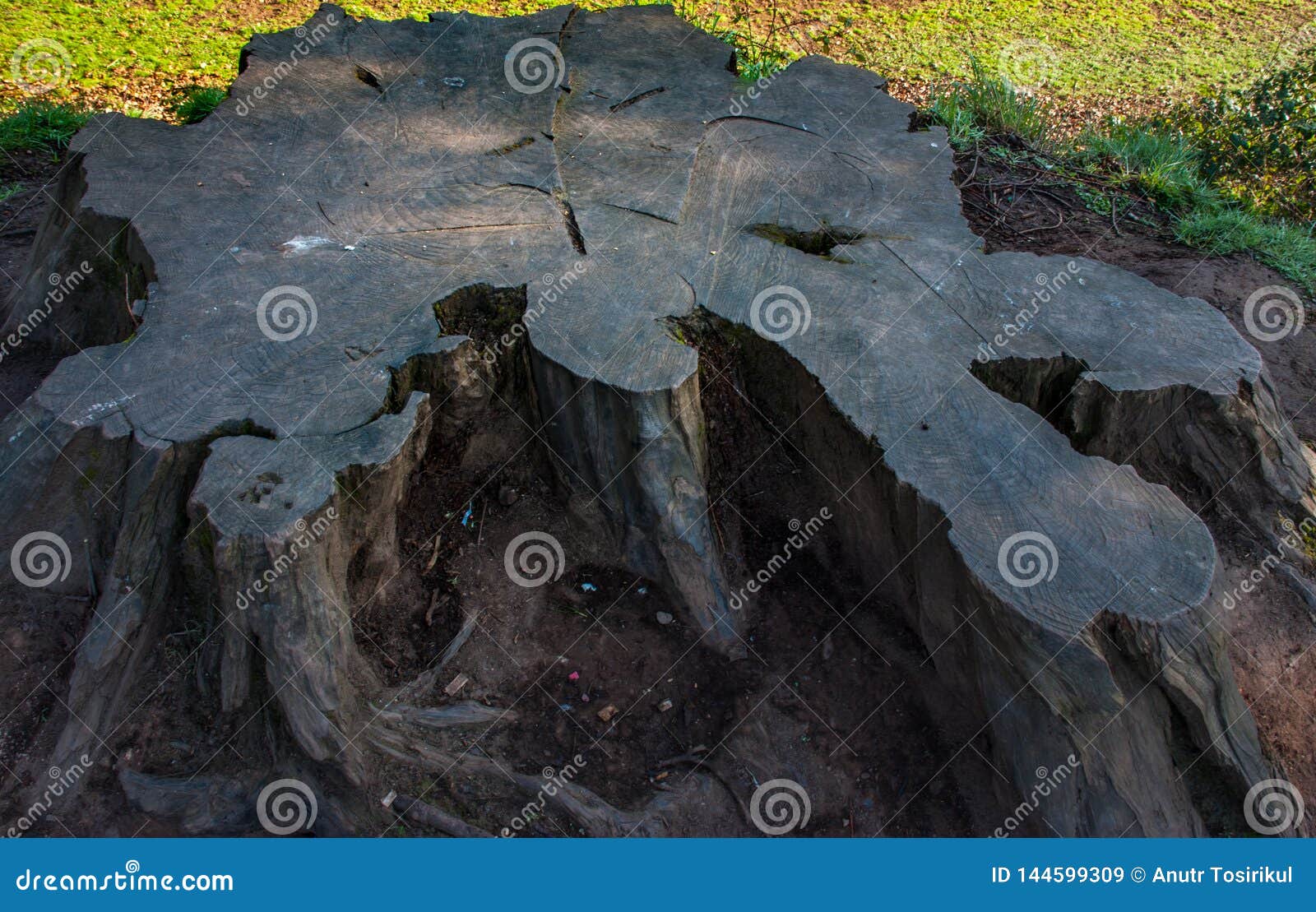 Brown Color of Tree Stump in Nature Stock Image - Image of timber ...