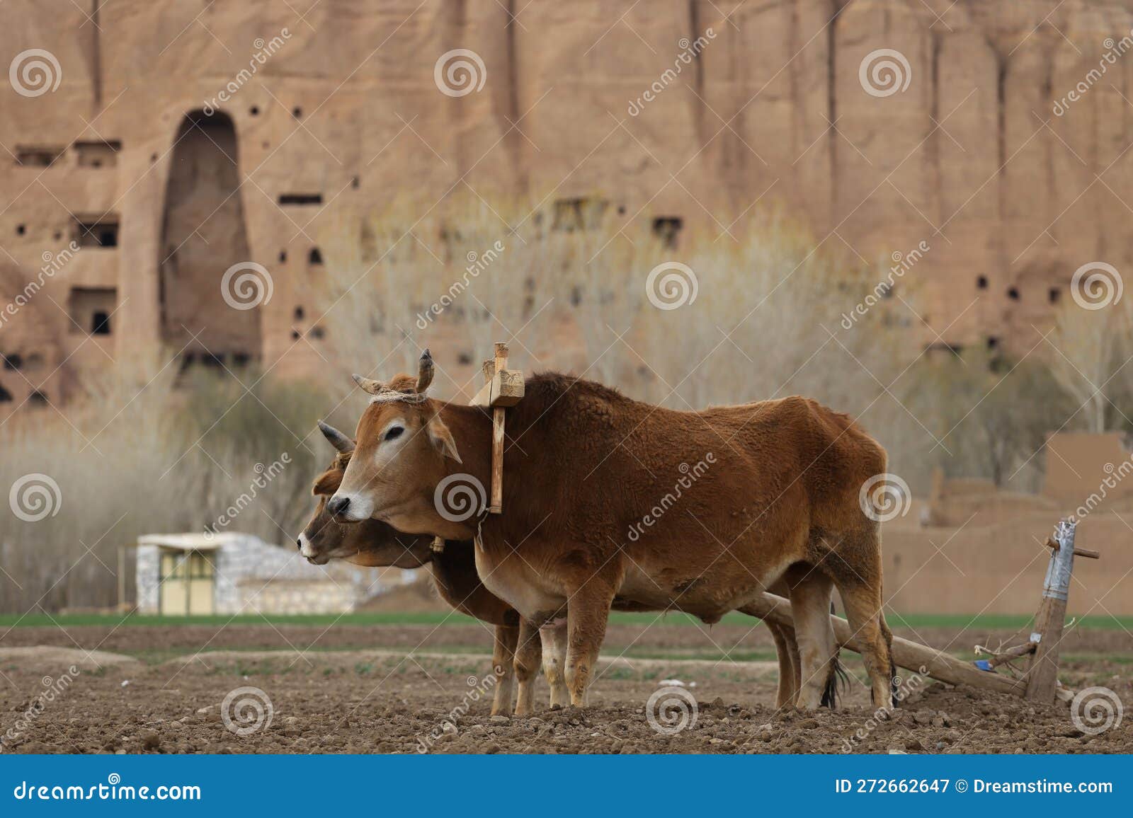 Brown-colored Oxen Standing in Front of a Rocky Outcrop. Stock Image ...