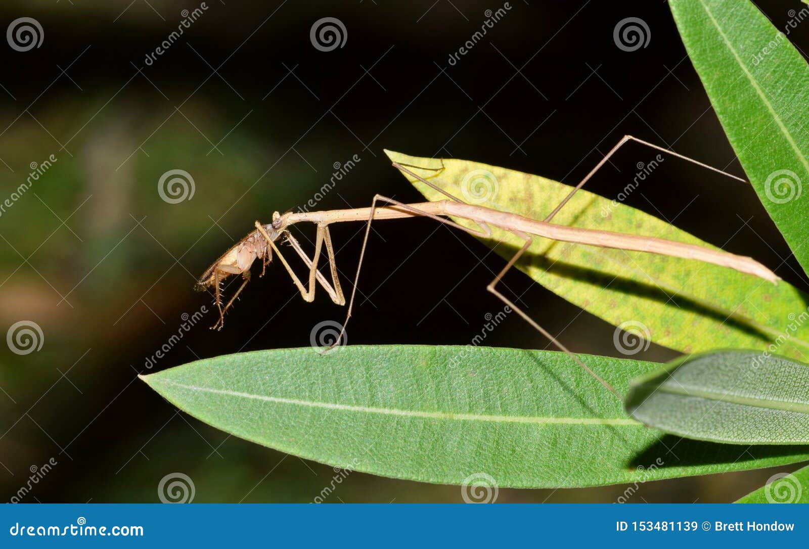 Stick Insect Eating a Cockroach in Oleander Leaves. Stock Image - Image ...