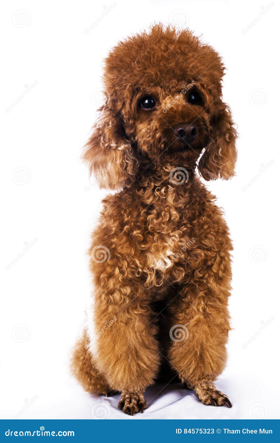 Brown colour mini poodle stock image. Image of apricot - 84575323