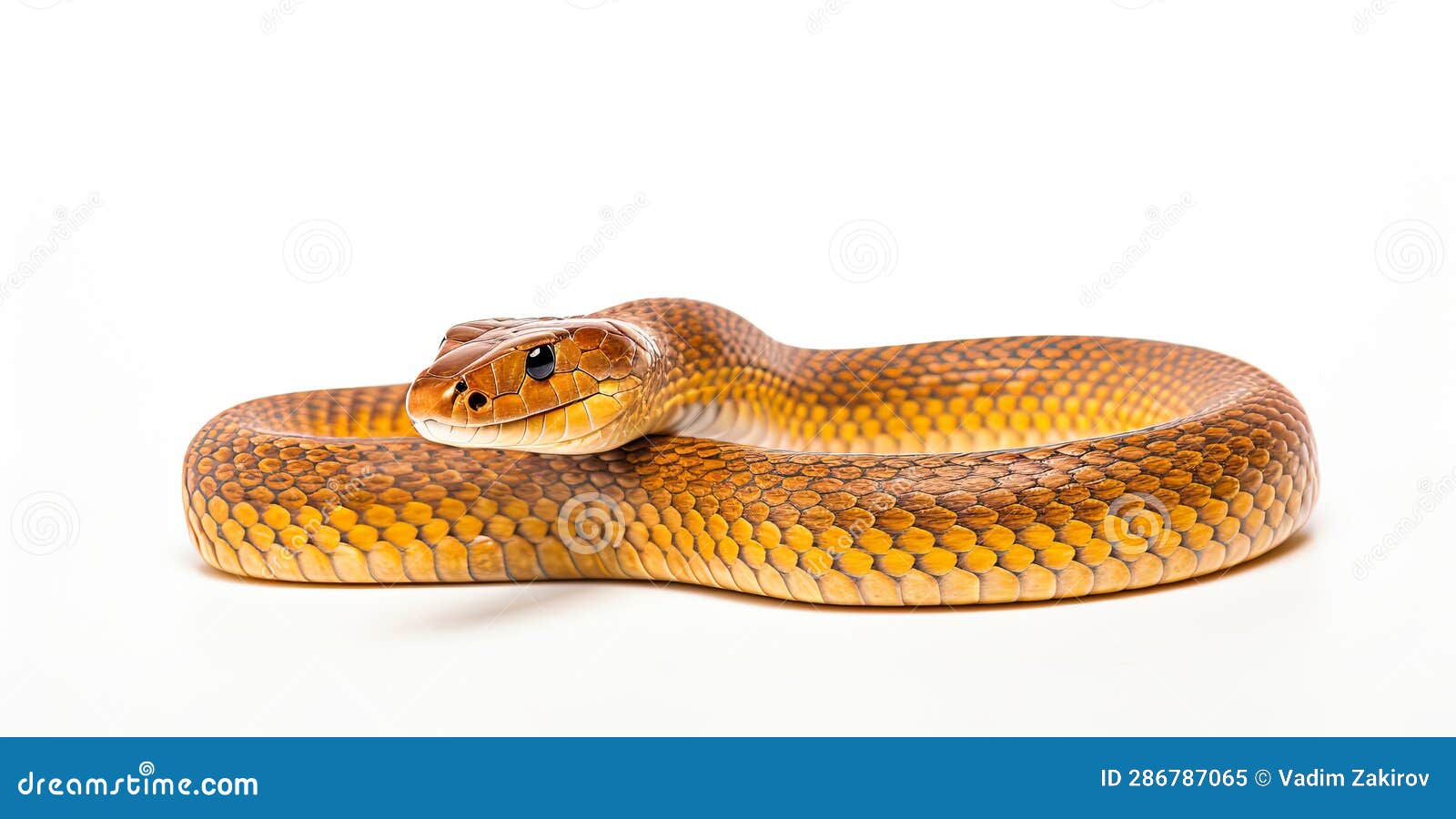 Brown Colour Snake Isolated on White Background with Shadow Stock Image ...