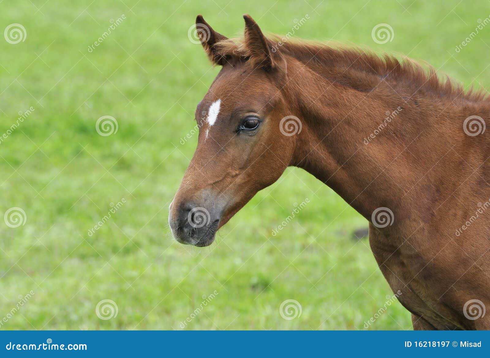 Brown colt stock image. Image of small, thatch, champion - 16218197