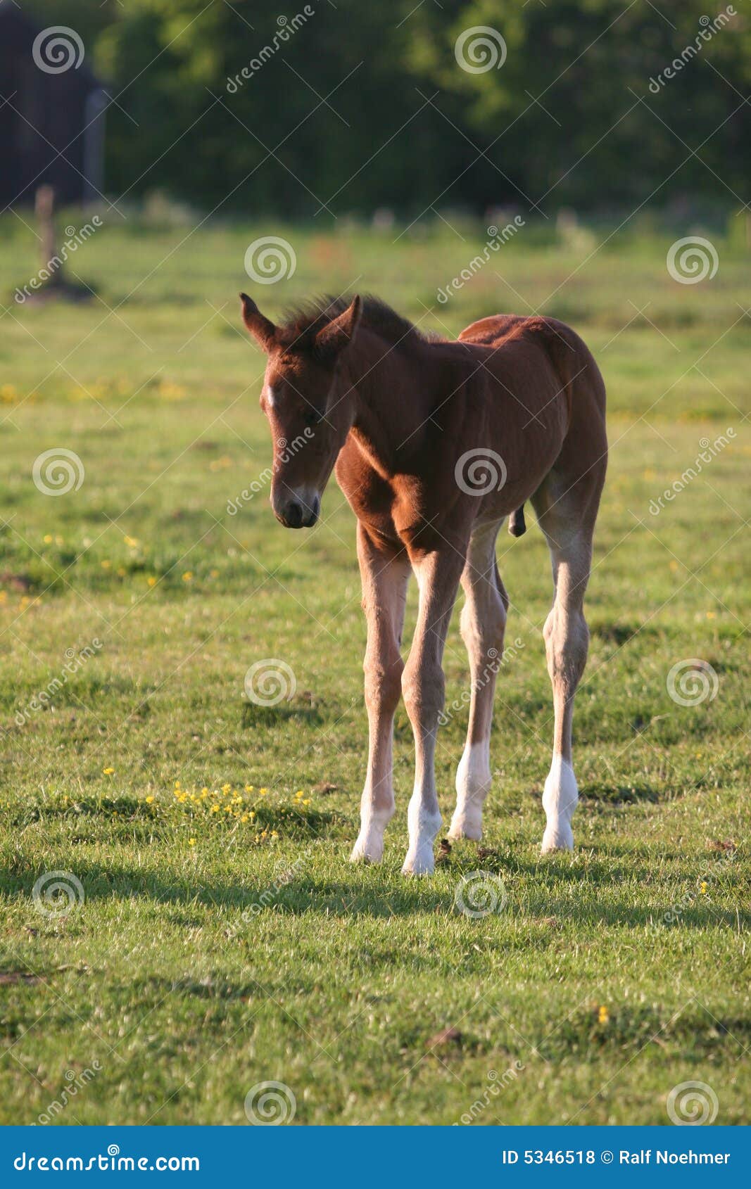 Brown colt or foal stock photo. Image of green, cute, hooves - 5346518