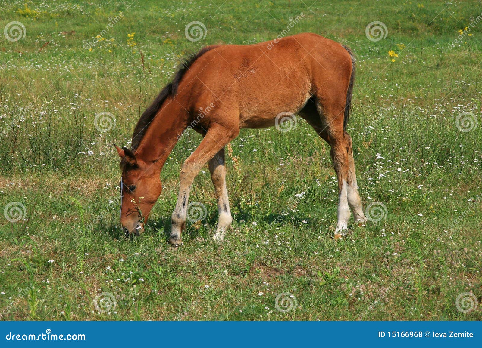 Brown colt in the meadow stock photo. Image of forest - 15166968