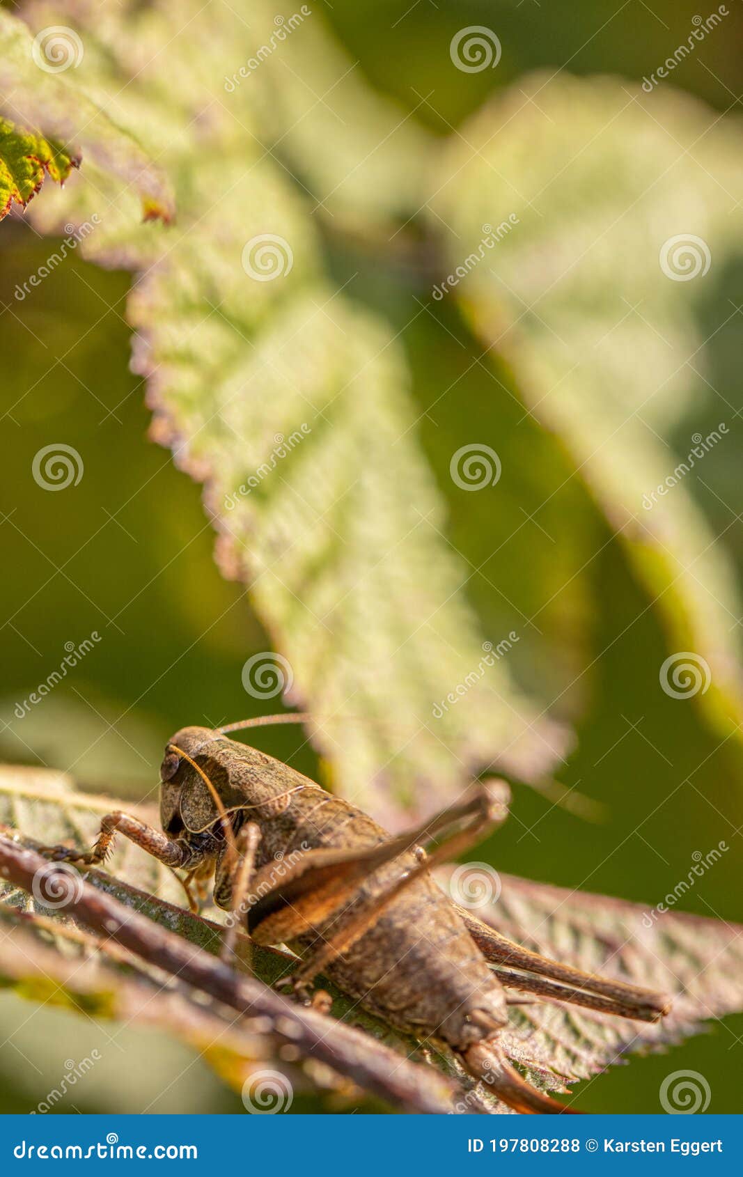 Brown Common Bush Insect Sits Well Camouflaged on a Brown Leaf Stock ...