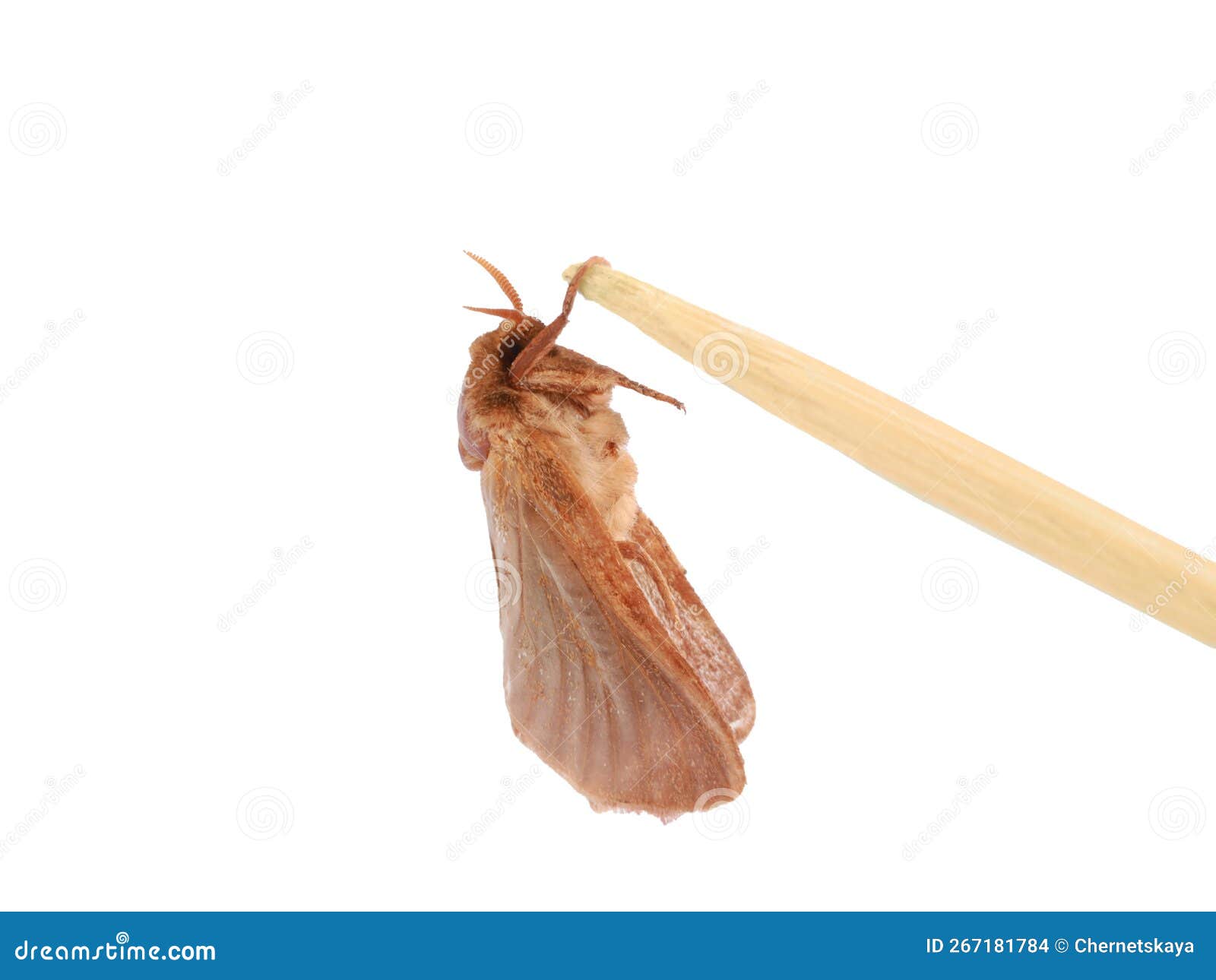 Brown Common Clothing Moth Isolated on White Stock Photo - Image of ...