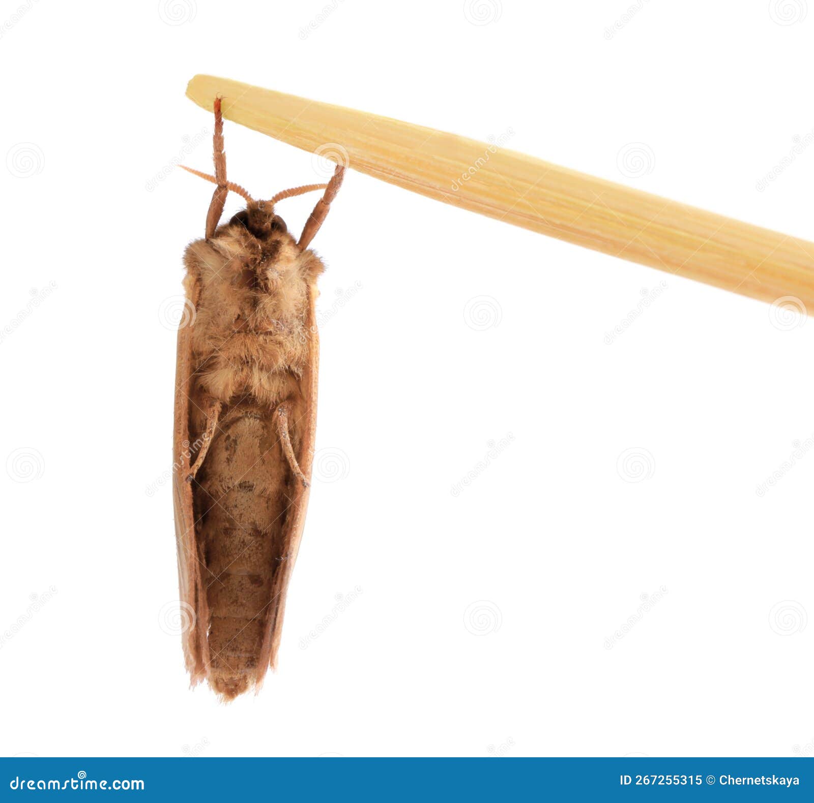 Brown Common Clothing Moth Isolated on White Stock Image - Image of ...