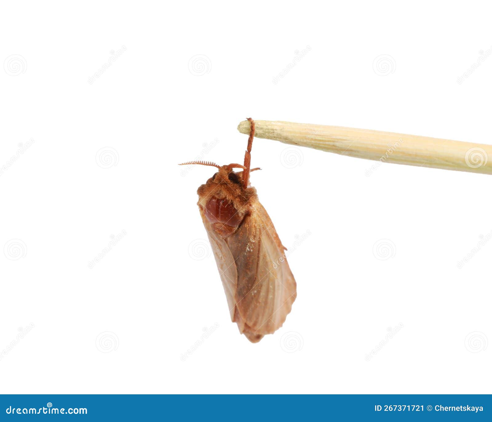 Brown Common Clothing Moth Isolated on White Stock Image - Image of ...
