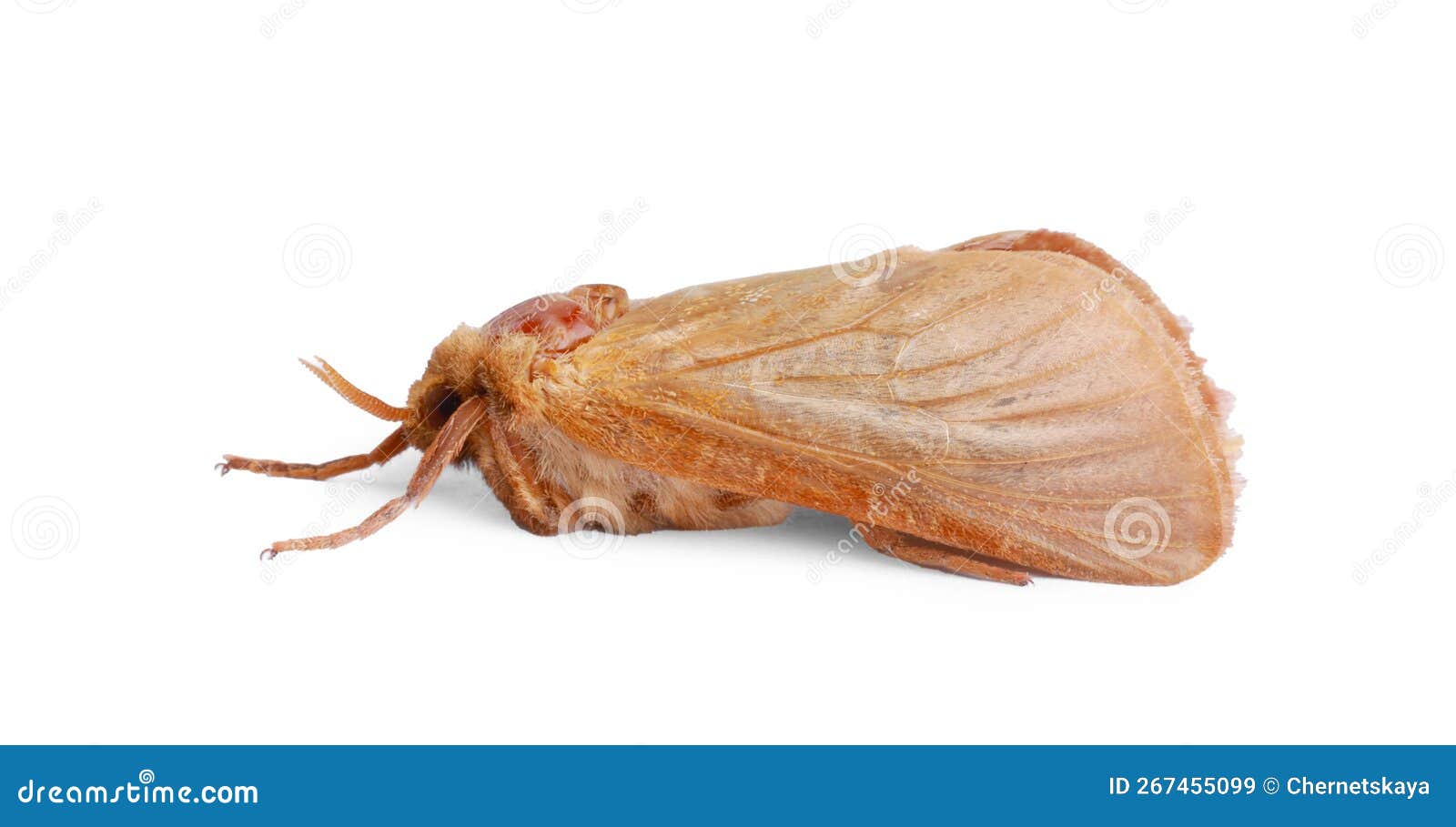 Brown Common Clothing Moth Isolated on White Stock Image - Image of ...