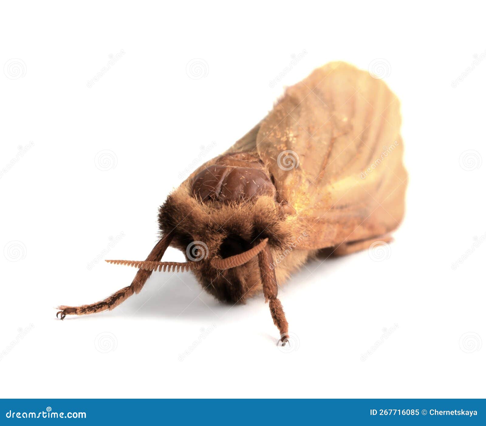 Brown Common Clothing Moth Isolated on White Stock Image - Image of ...