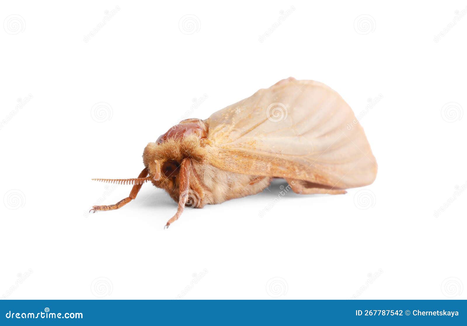 Brown Common Clothing Moth Isolated on White Stock Photo - Image of ...