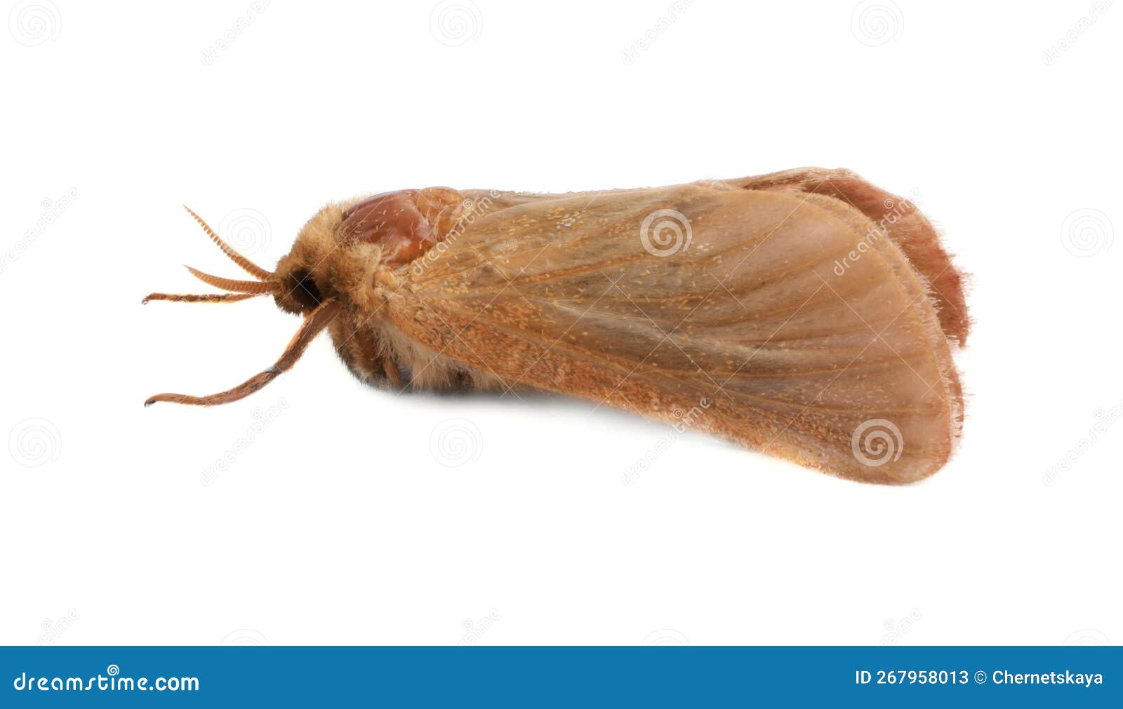 Brown Common Clothing Moth Isolated on White Stock Image - Image of ...