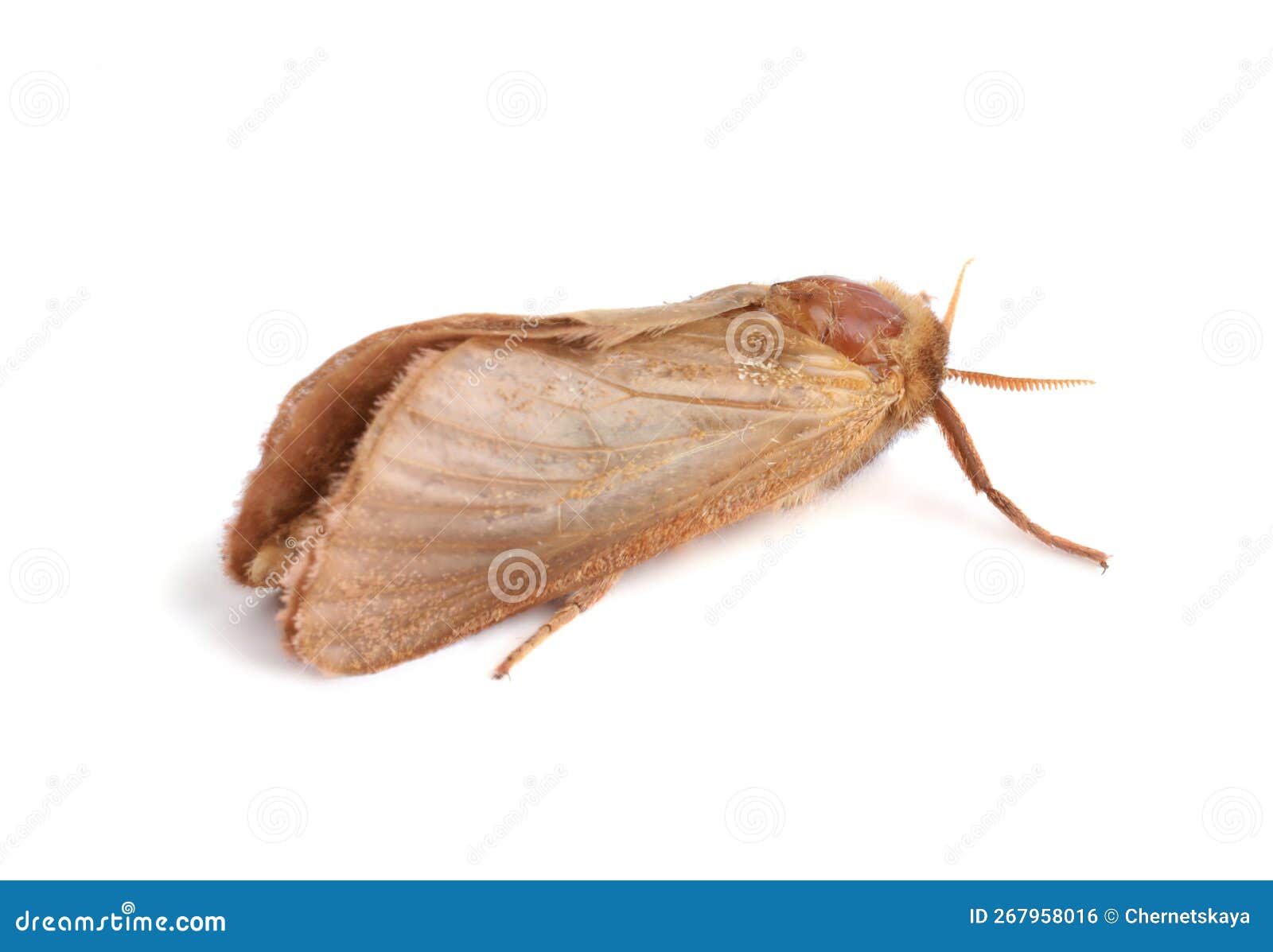 Brown Common Clothing Moth Isolated on White Stock Photo - Image of ...