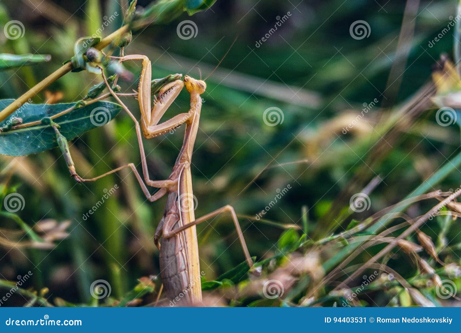 Brown Common Mantis Mantis Religious in Wildlife Stock Image - Image of ...