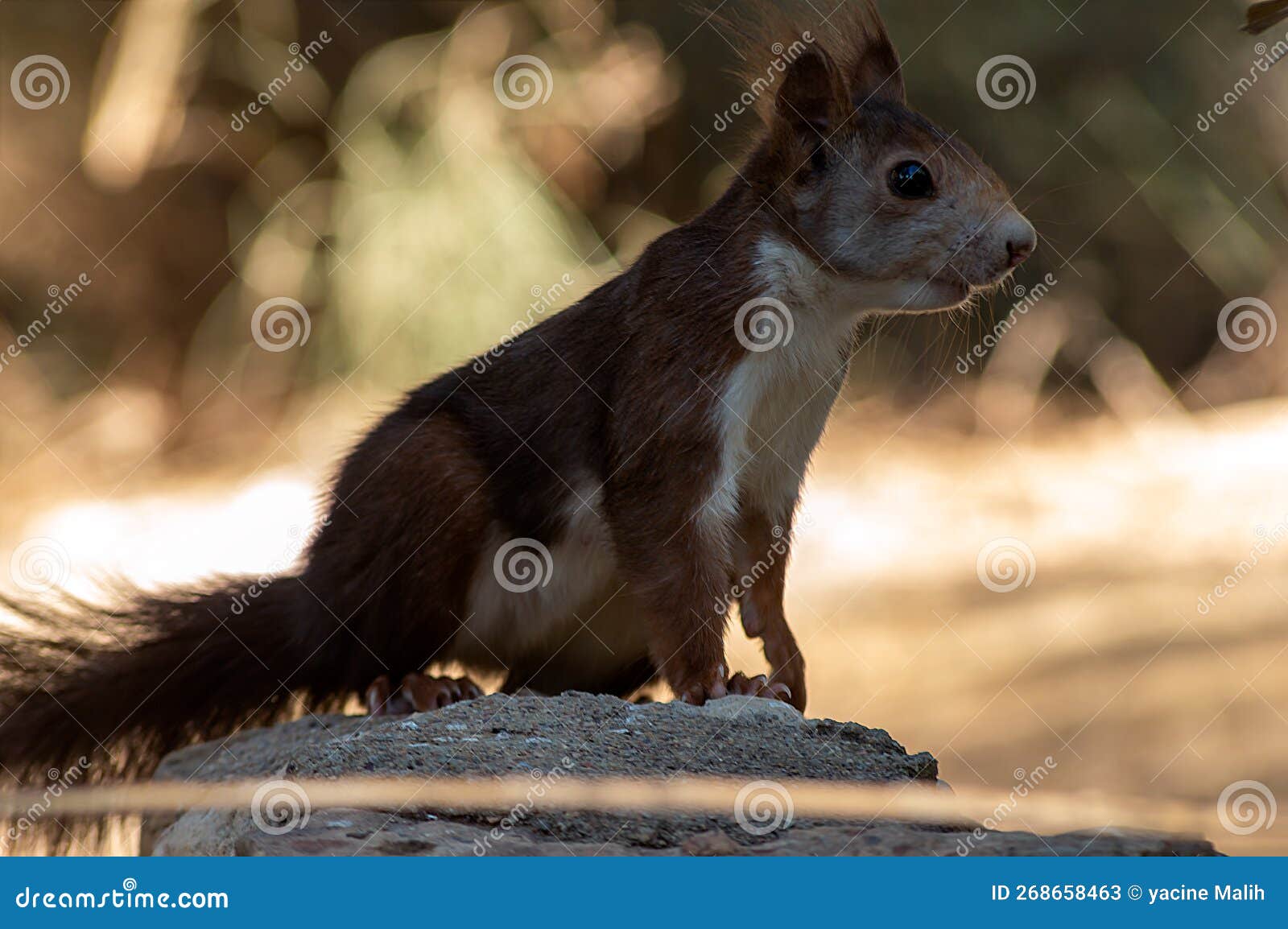 Brown common squirrel stock image. Image of deer, mammal - 268658463