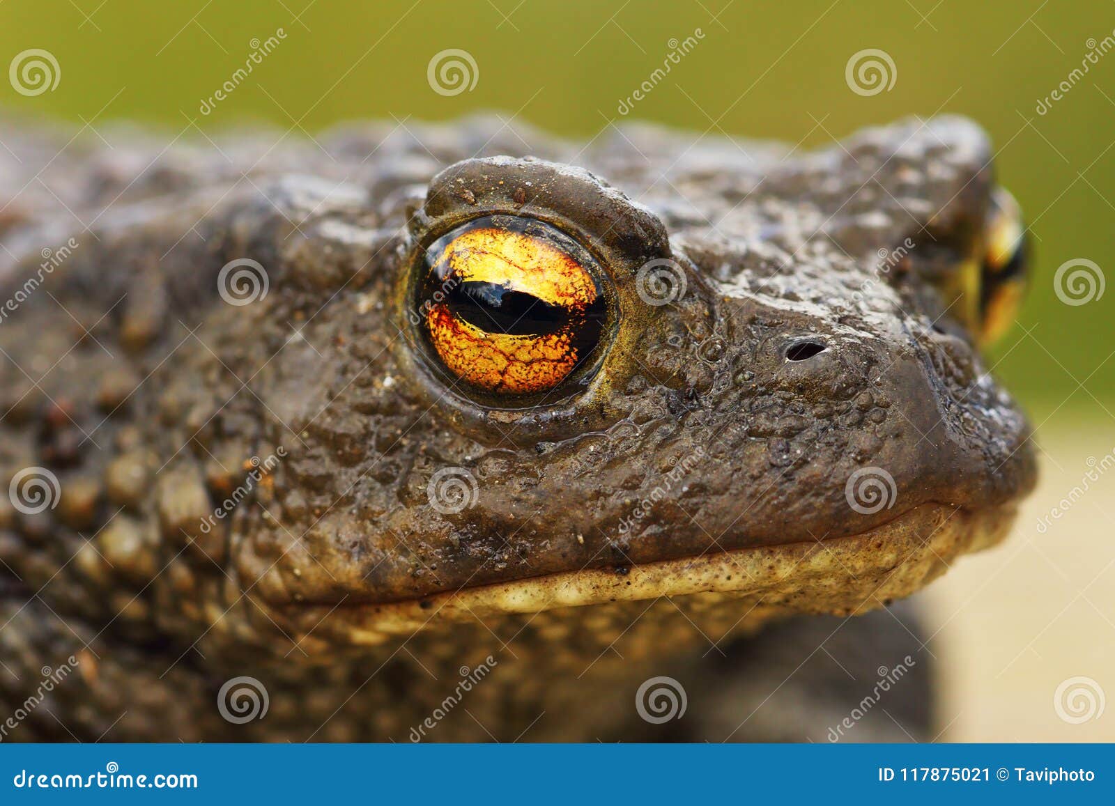 Brown Common Toad Portrait, Closeup on the Eye Stock Image - Image of ...