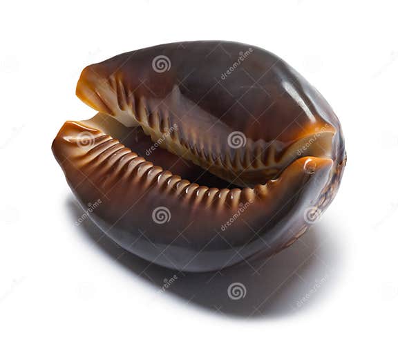 Brown Conch Shell stock image. Image of animal, small - 329014937