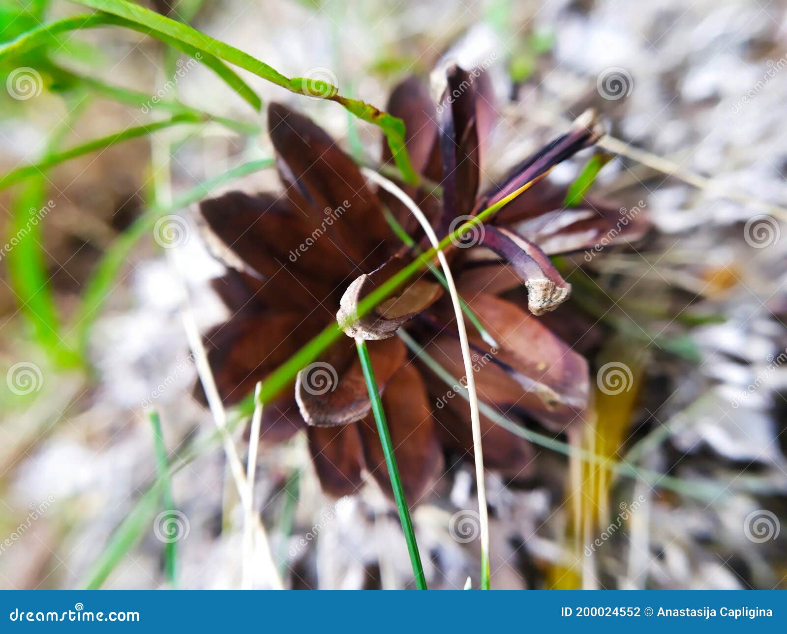 Brown cone in the forest stock photo. Image of crocus - 200024552