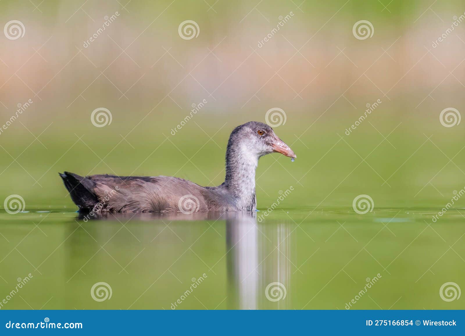 Brown Coot Duck Gliding Along the Surface of a Tranquil Lake Stock ...