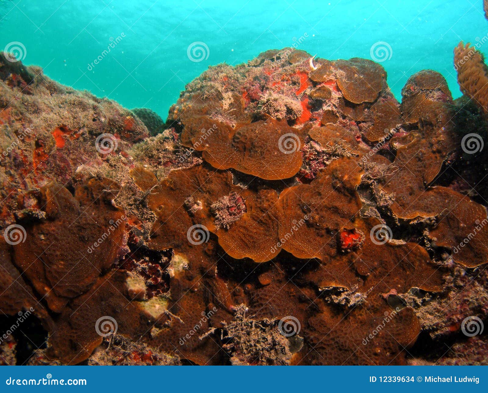 Brown Coral Reef stock photo. Image of brown, snorkel - 12339634