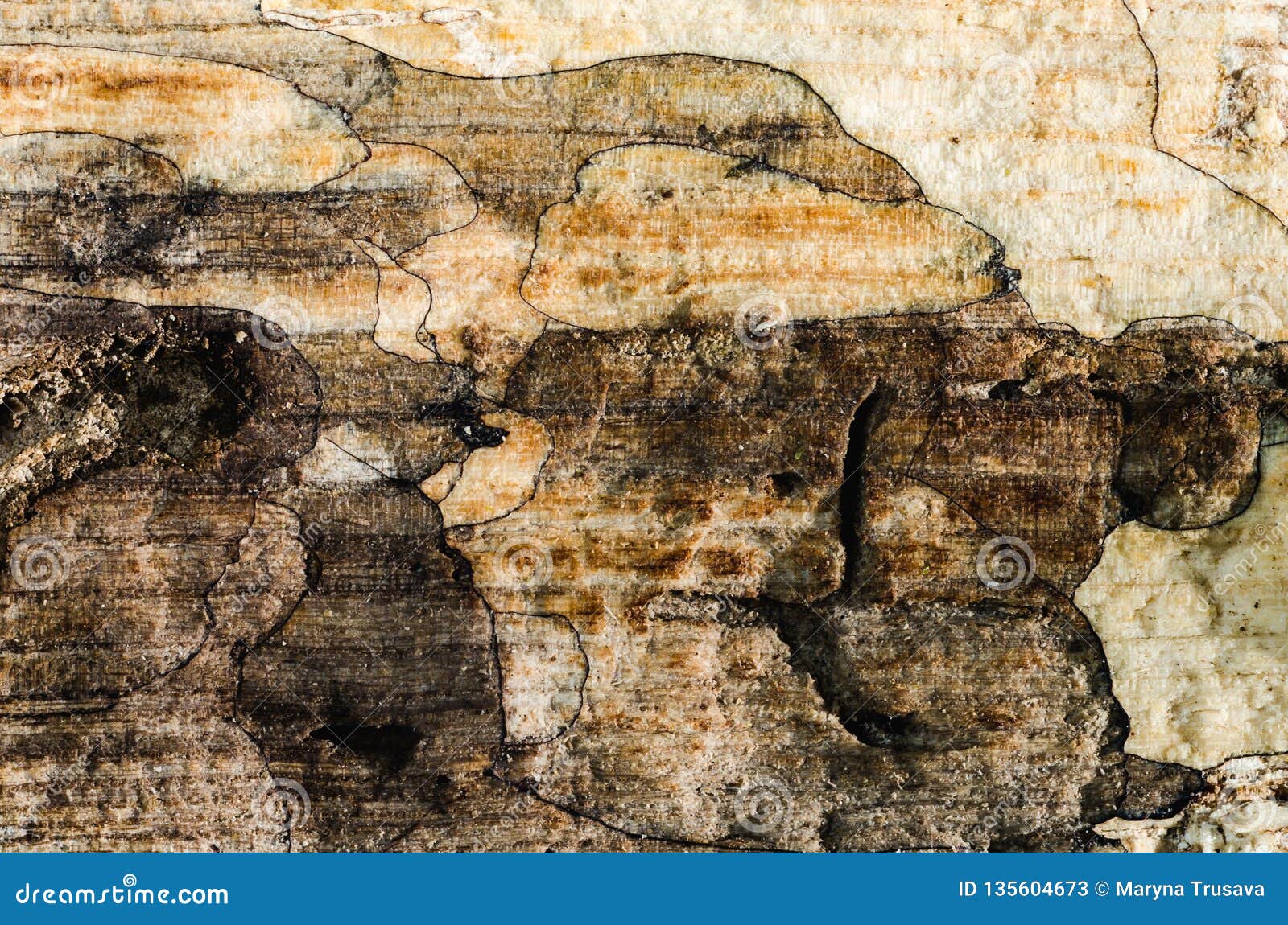 Brown Core of an Old Ash Tree, Texture Stock Image - Image of wood ...