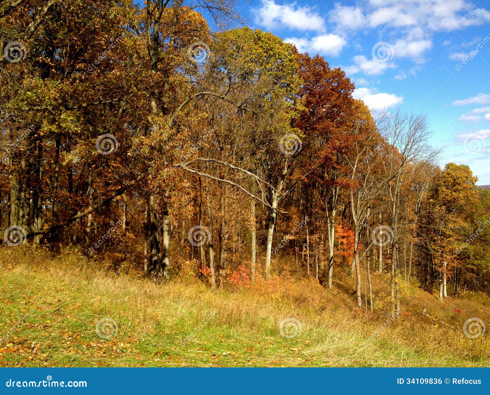 Brown County 4 stock photo. Image of branch, fall, leaf - 34109836
