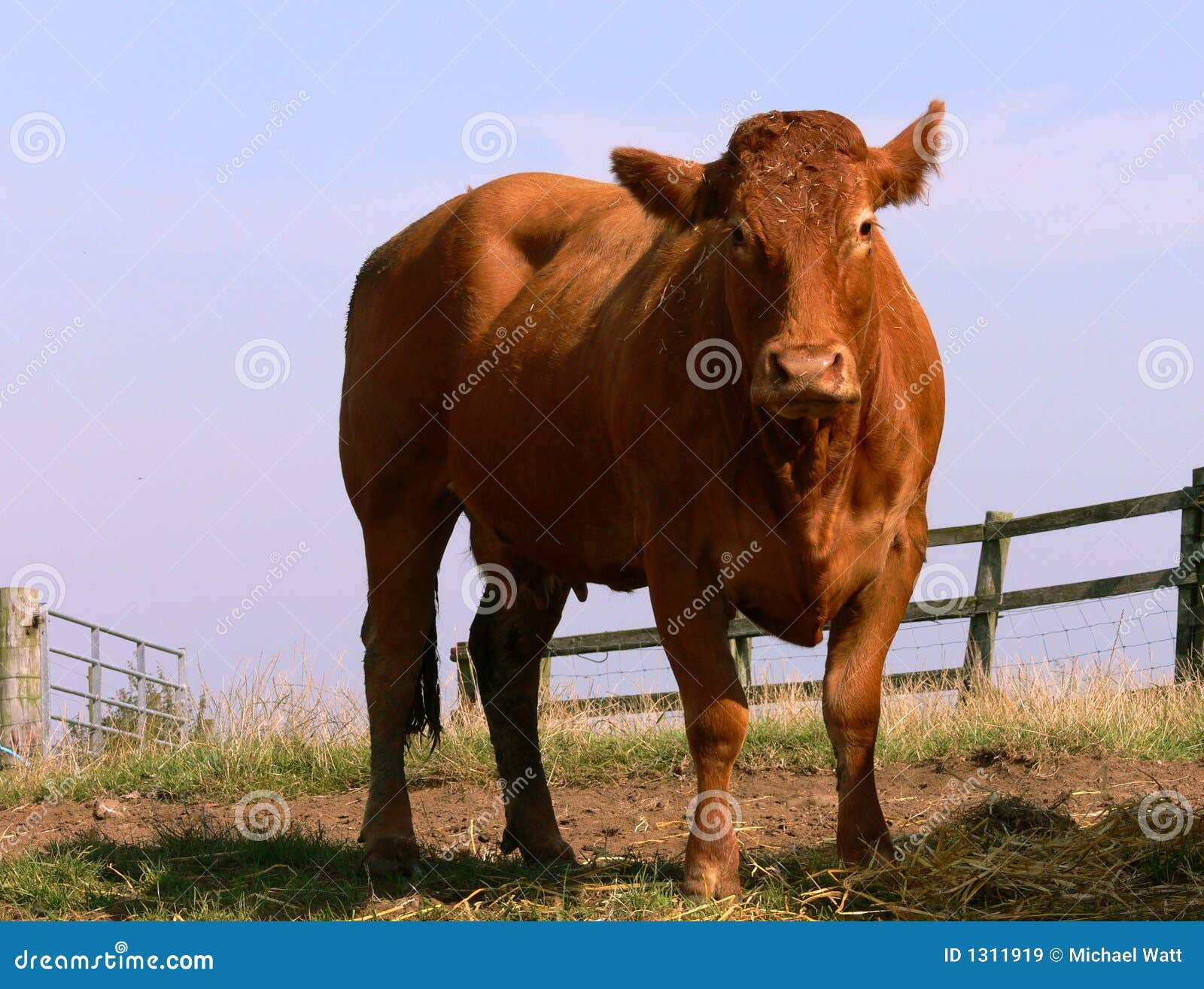 Brown cow stock image. Image of feeding, farming, meadow - 1311919