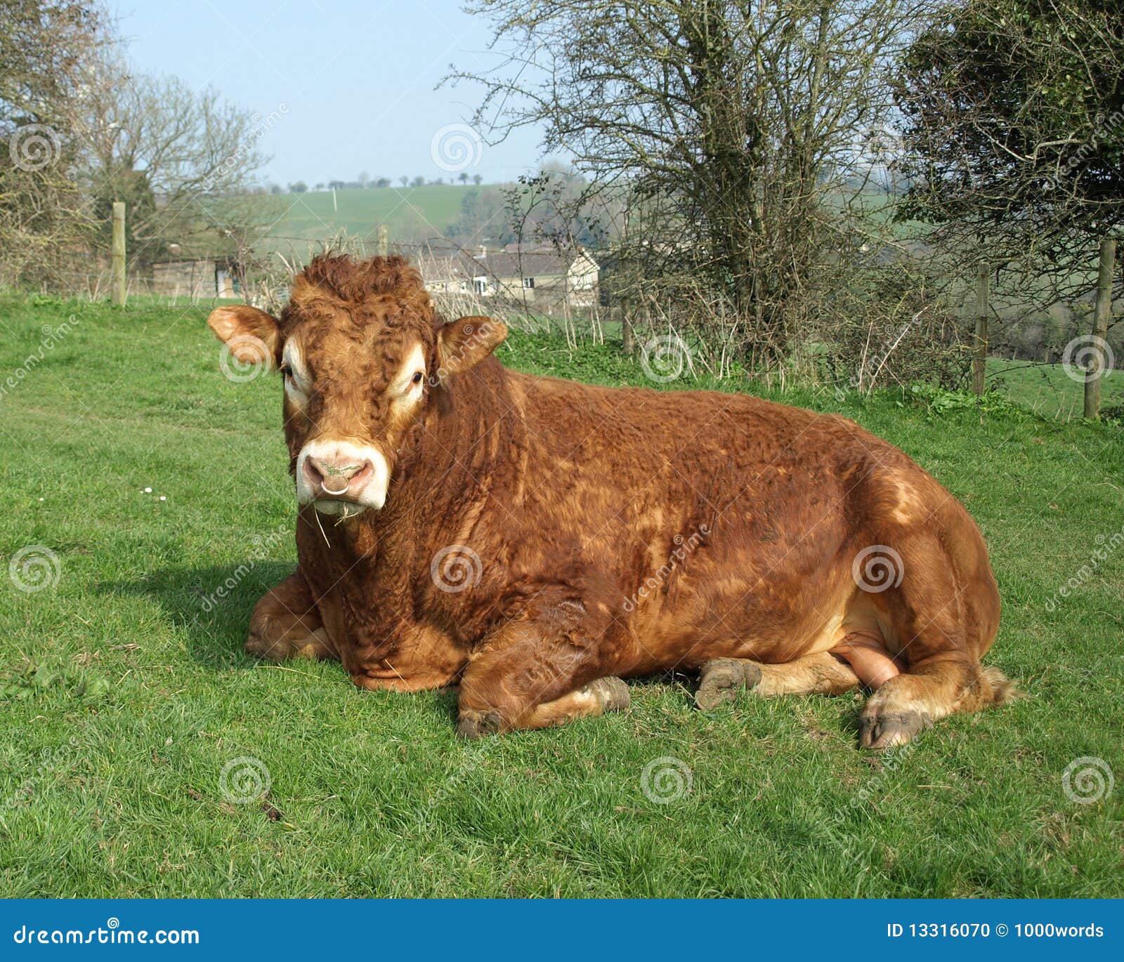 Brown Cow stock photo. Image of copy, eating, grazing - 13316070