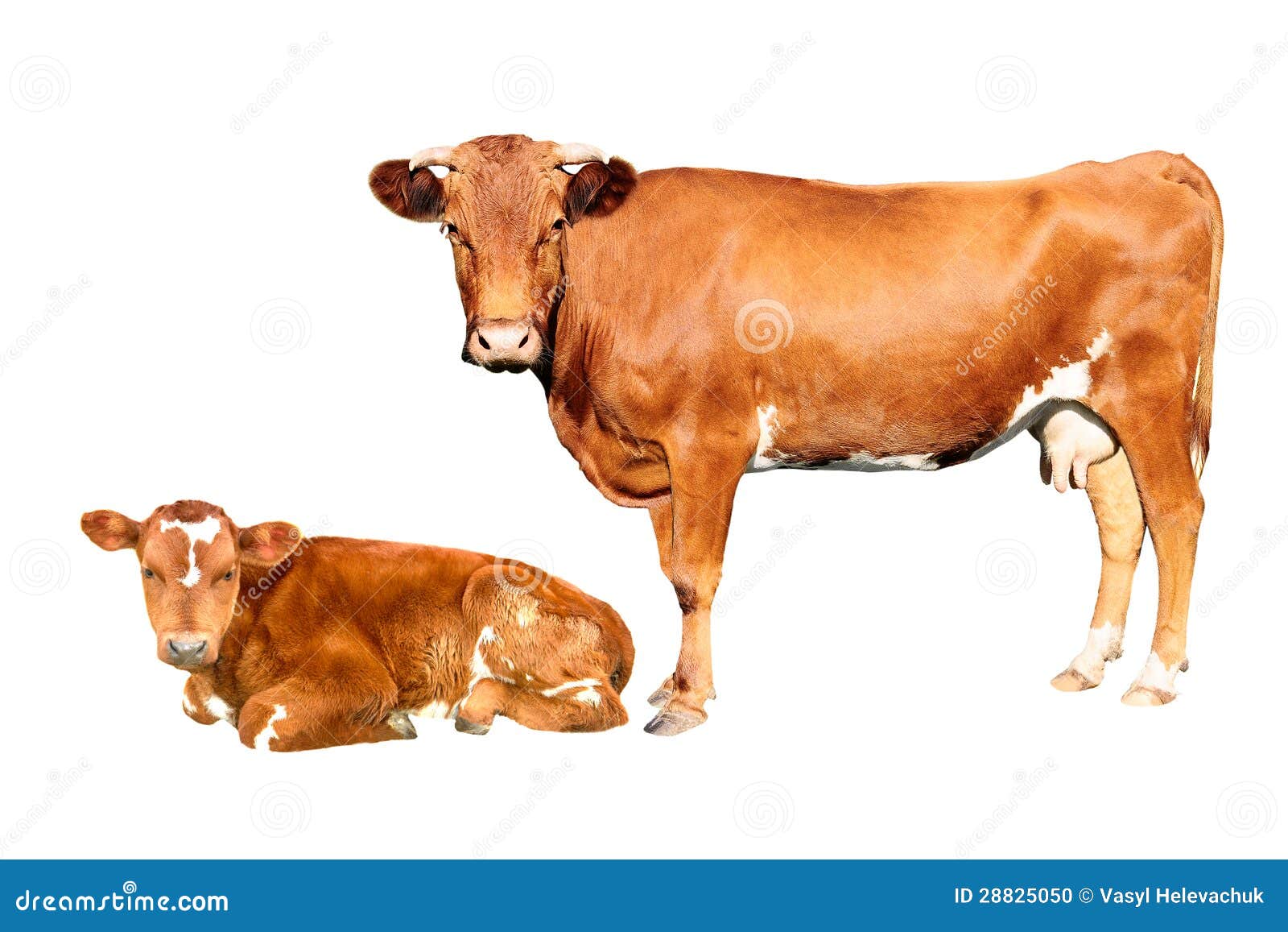 Brown cow stock photo. Image of mammal, farm, hoof, funny - 28825050