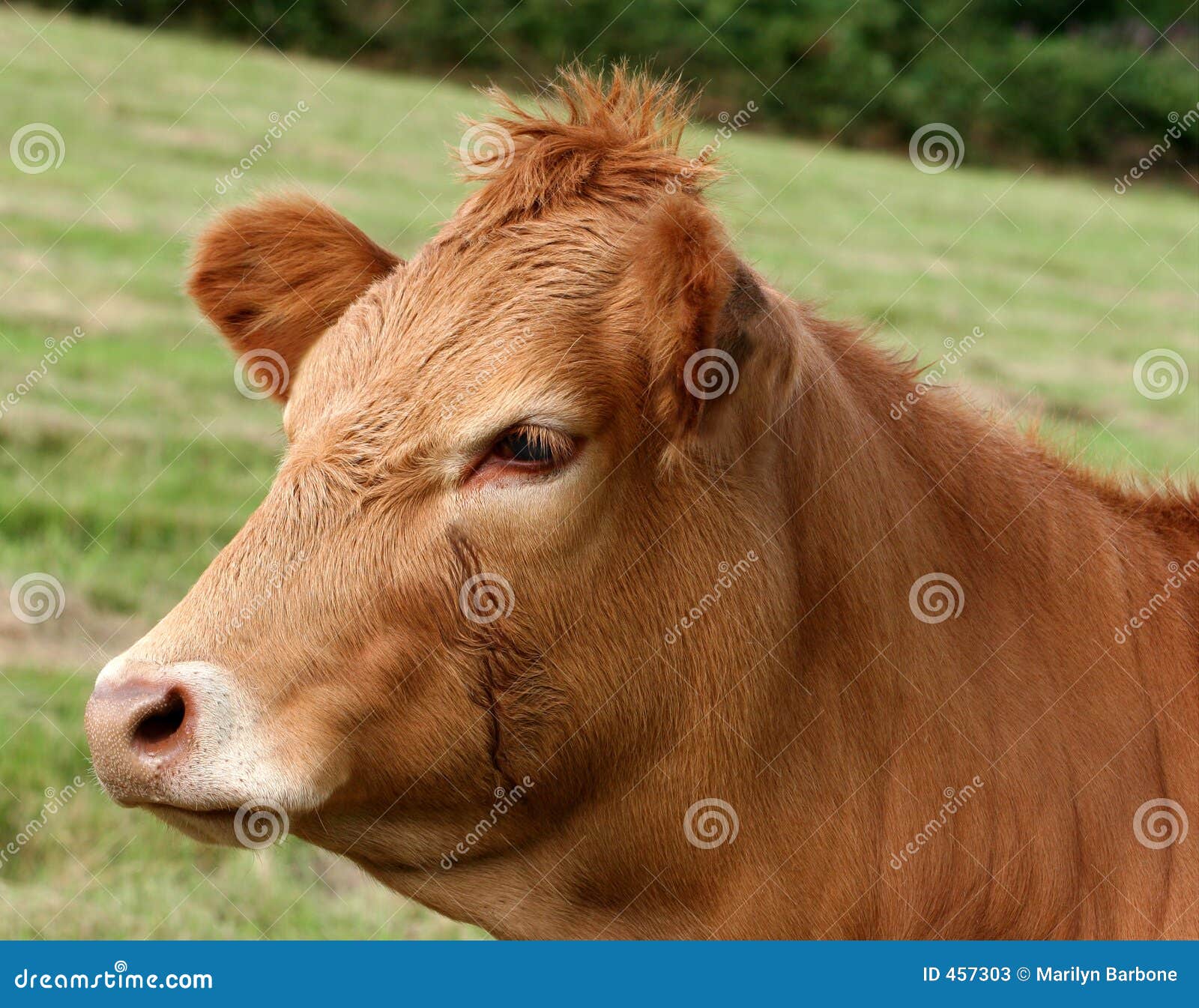 Brown Cow stock image. Image of cows, foodstuff, expressive - 457303