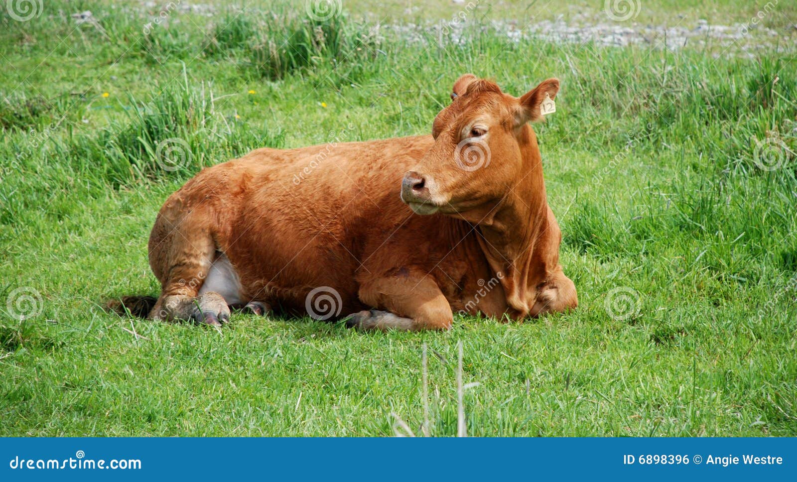 Brown Cow stock photo. Image of barn, environment, grass - 6898396