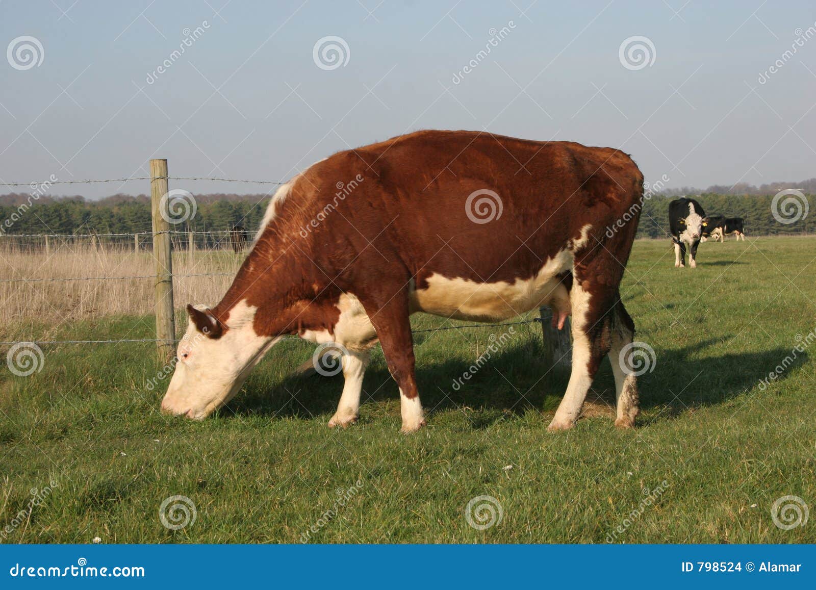 Brown Cow Picture. Image: 798524