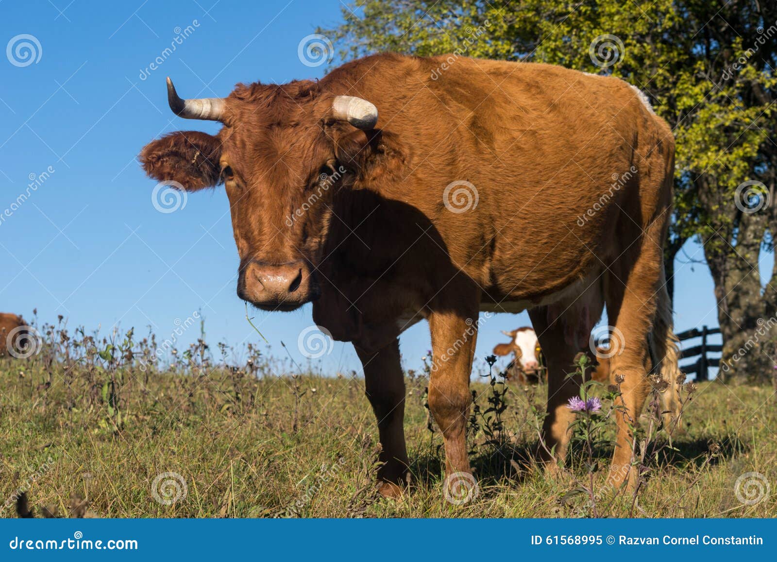 Brown Cow with Aggressive Look Stock Image - Image of graze, alpine ...