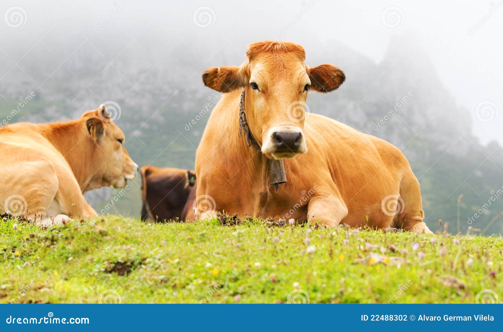 Brown Cow of Asturias (Northern Spain). Stock Photo - Image of herd ...