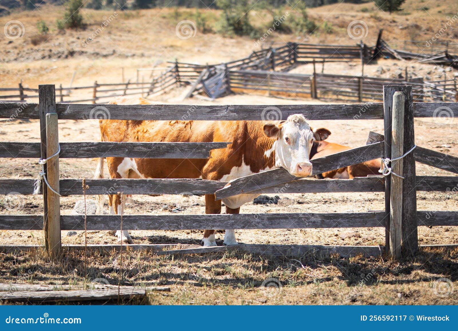 Brown Cow Behind a Fence in a Pasture Stock Image - Image of grass ...