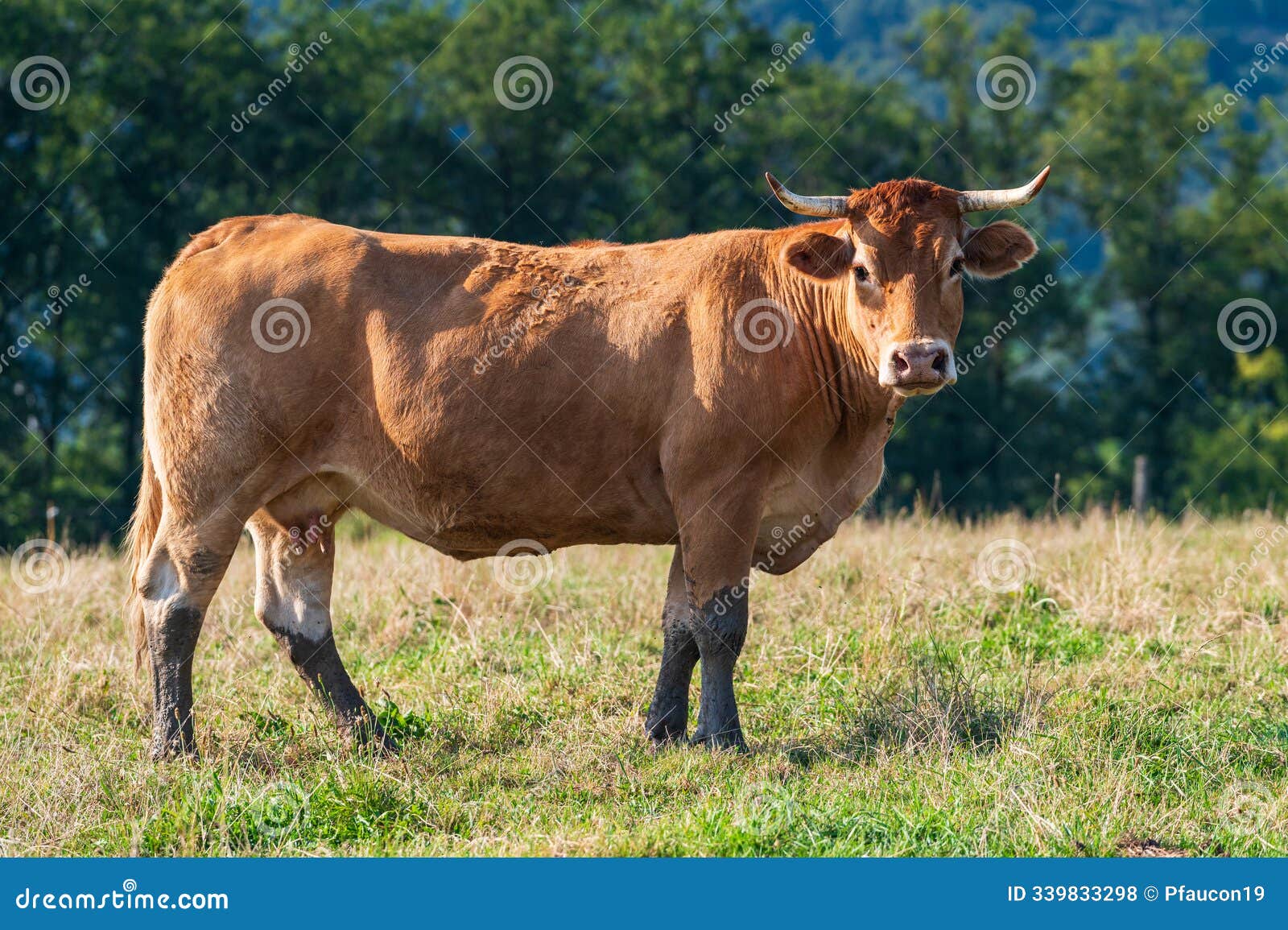 Brown Cow with Big Horns in a Field Looking at the Camera Stock Photo ...