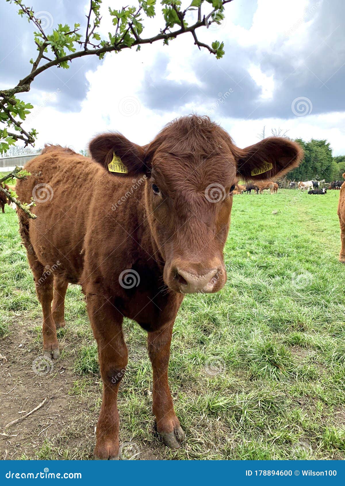 Brown cow stock photo. Image of ears, grass, young, cows - 178894600