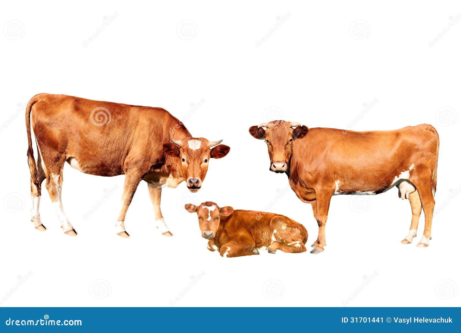 Brown Cow
