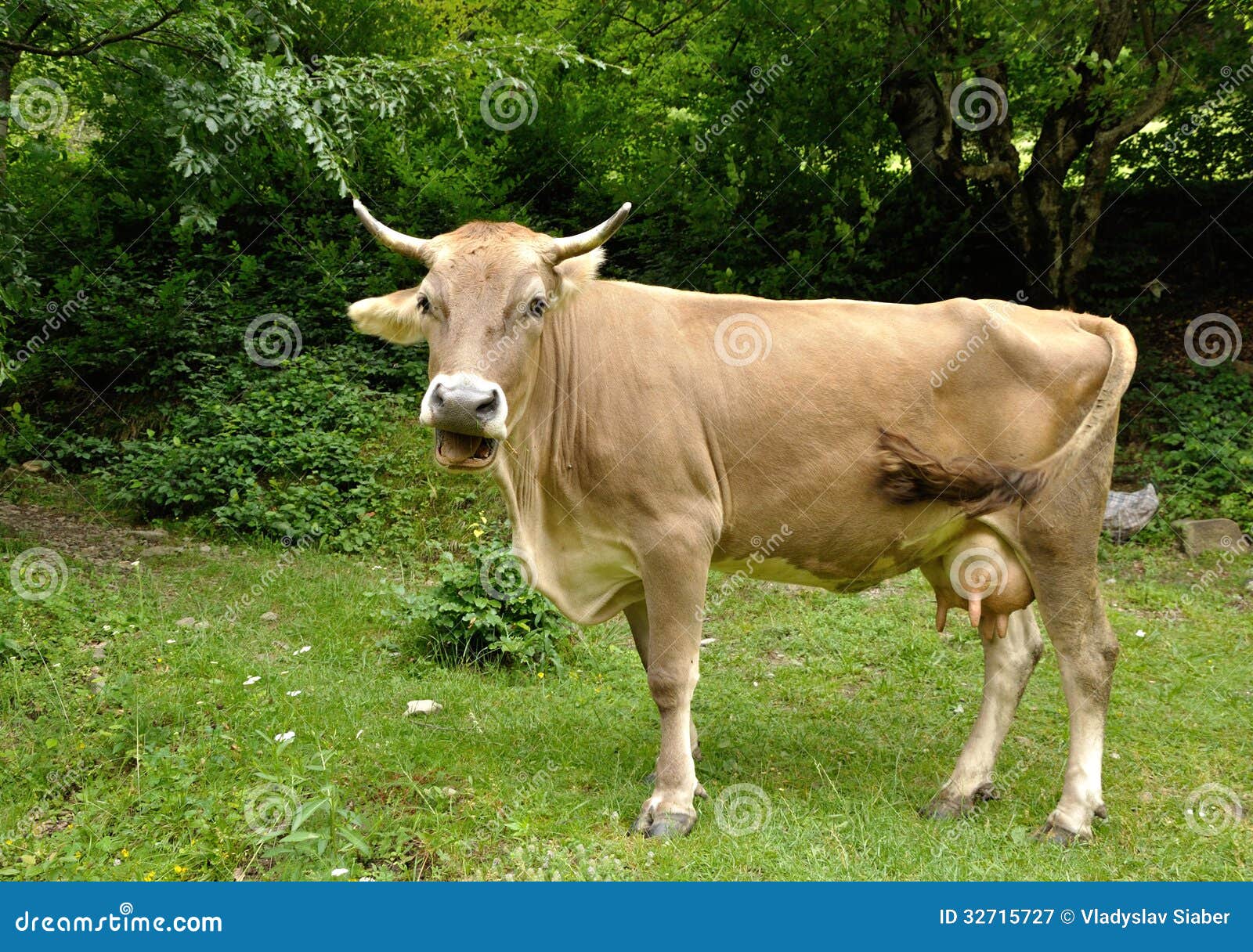 Brown cow chewing stock image. Image of head, landscape - 32715727