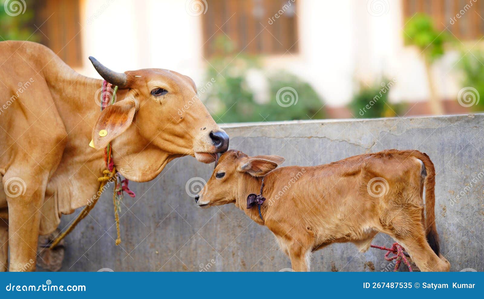 The Brown Cow is Cleaning the Calf Stock Image - Image of calf, mascot ...