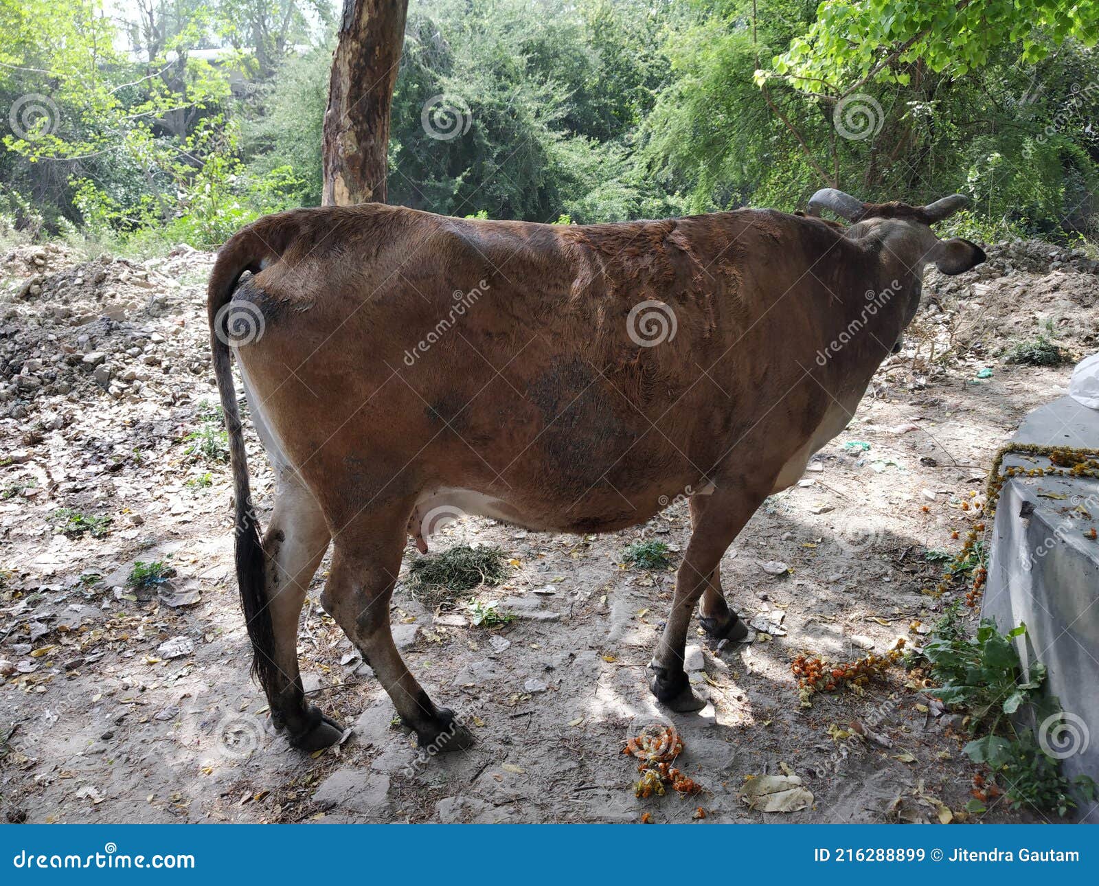 Brown Cow Eating Flowers in Random Place Stock Image - Image of herd ...