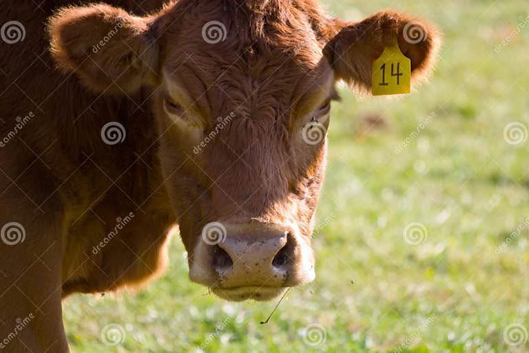 Brown Cow Face stock photo. Image of agricultural, agriculture - 7088626