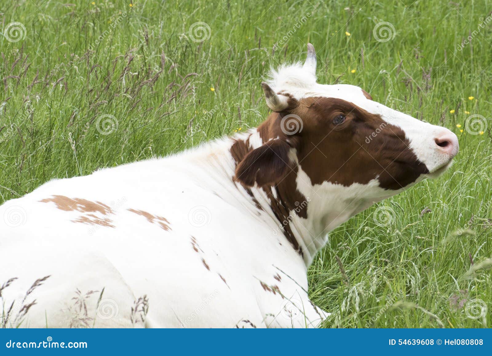 Brown cow falling white стоковое фото. изображение насчитывающей весна ...
