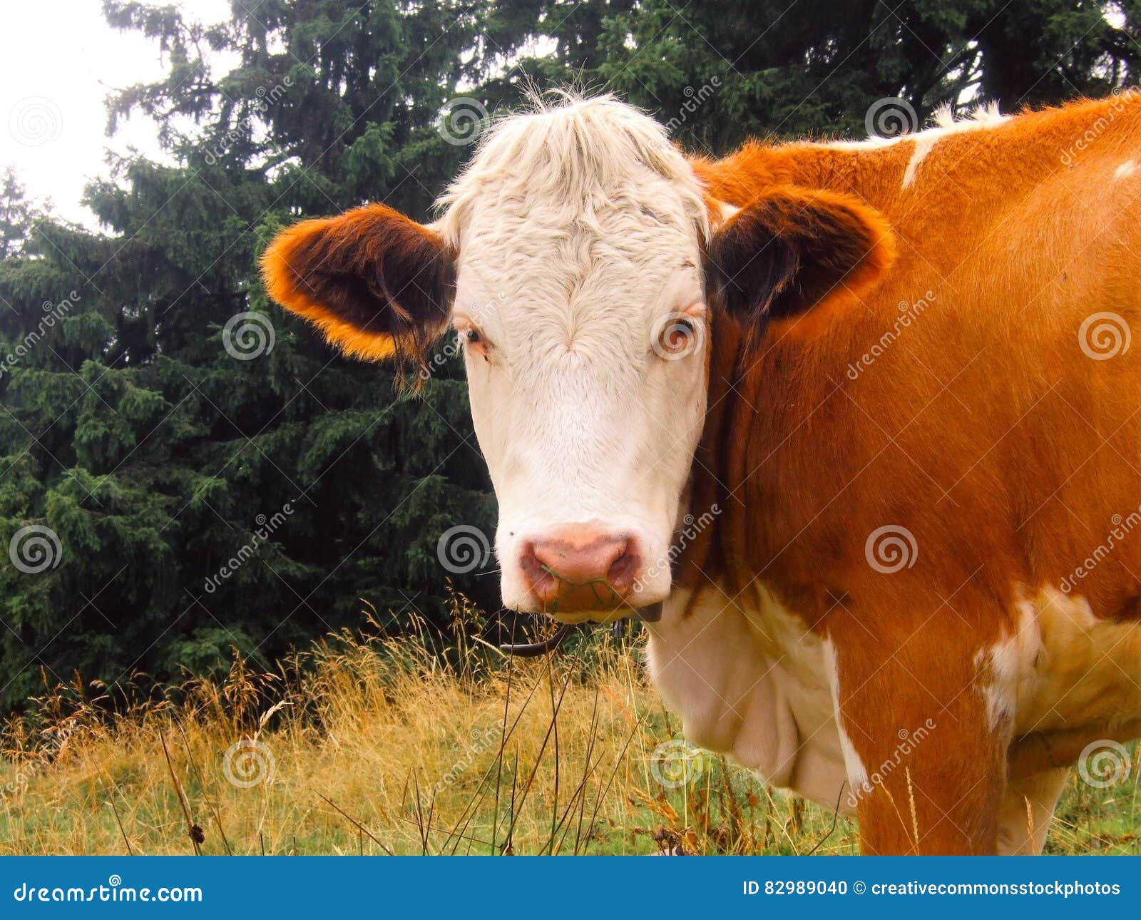 Brown Cow Falling White изображение. изображение: 82989040