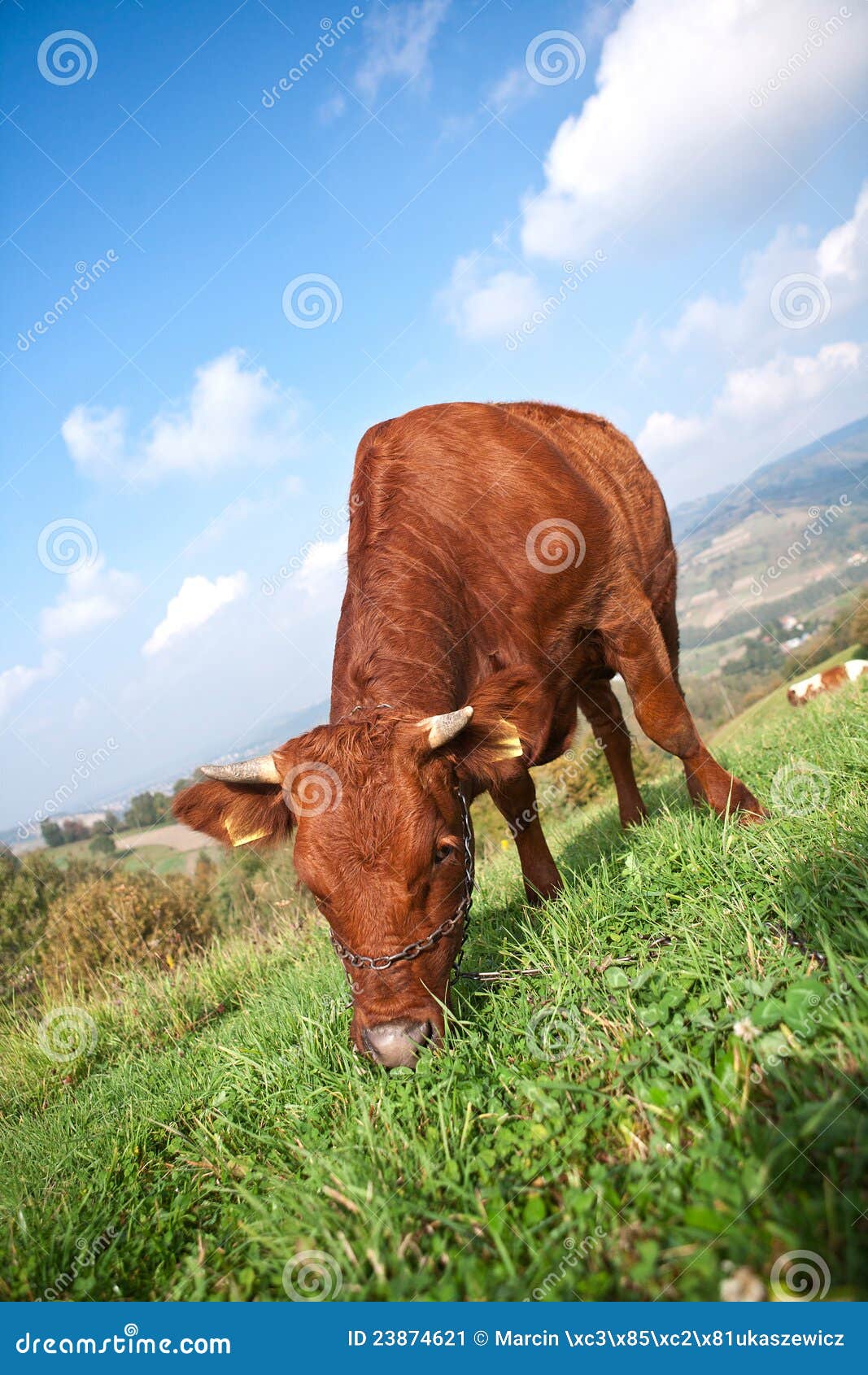 Brown cow on the farm stock image. Image of nature, animal - 23874621