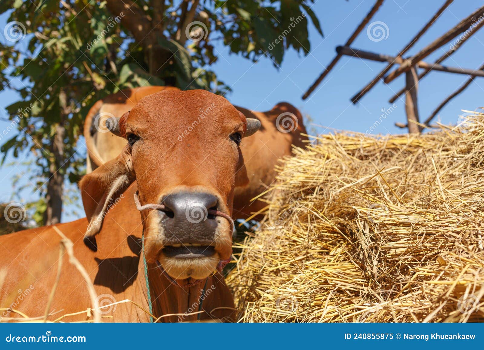 Brown cow on the farm stock image. Image of farming - 240855875