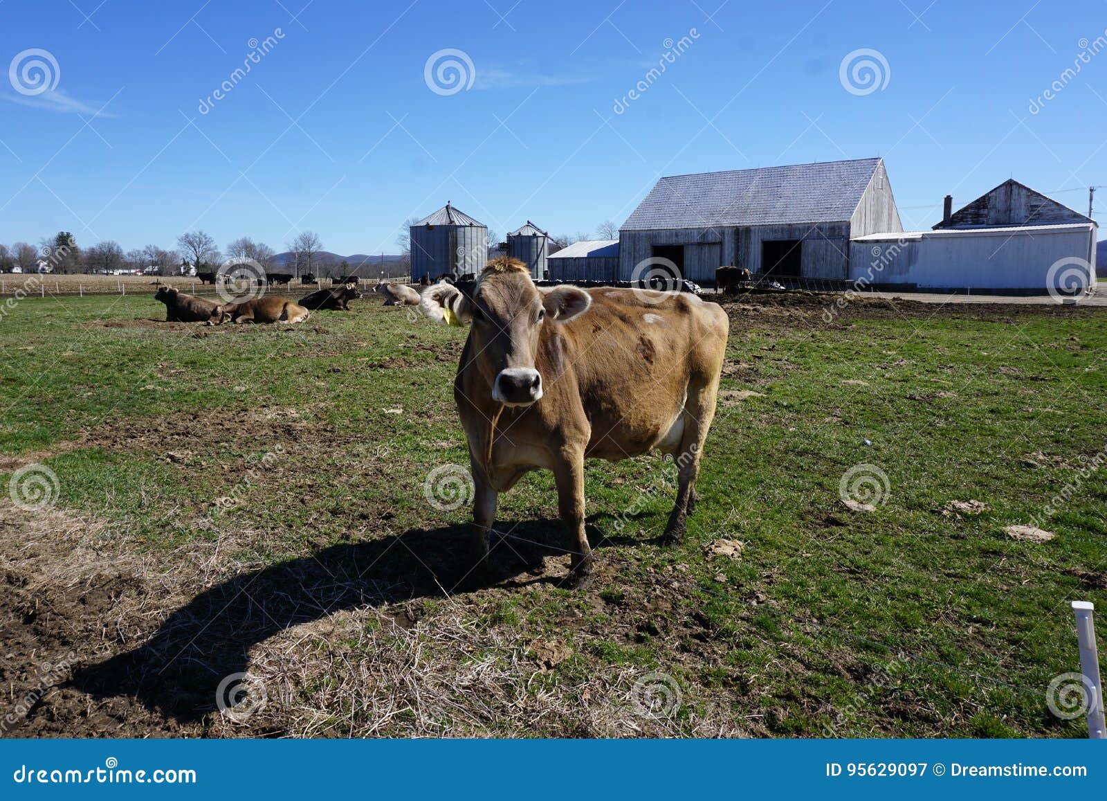 Brown Cow Farm Stock Images - 23,851 Photos
