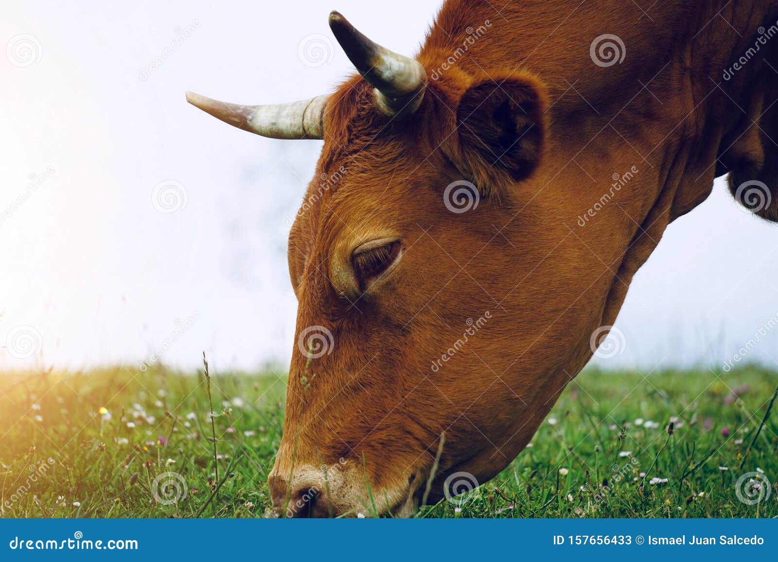 Brown cow in the farm stock image. Image of horns, elegant - 157656433