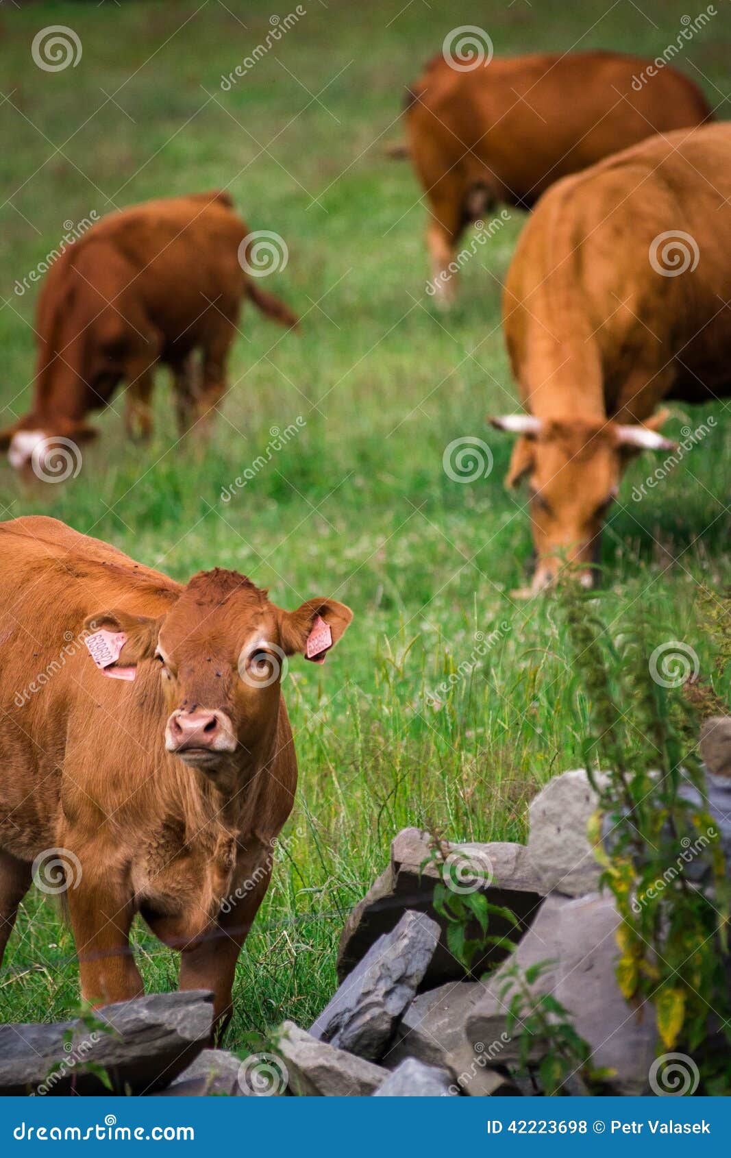 Brown cow stock photo. Image of farmland, heifer, farm - 42223698
